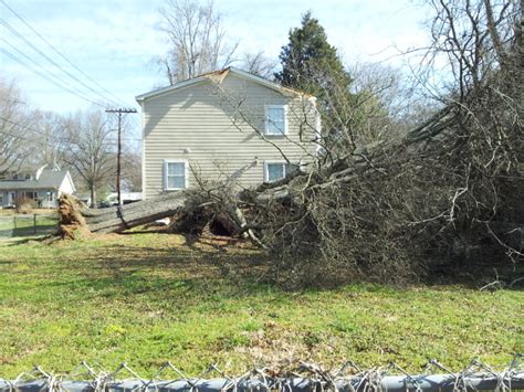 The Wandering Arborist Anatomy Of A Tree Failure