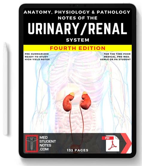Urinary Renal System