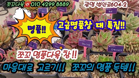 쪼꼬다육 명품 창 특집 다른데서는 없는 쪼꼬창 득템하세요 Youtube