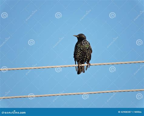Starling Bird Stock Image Image Of Tail View Color 42908387