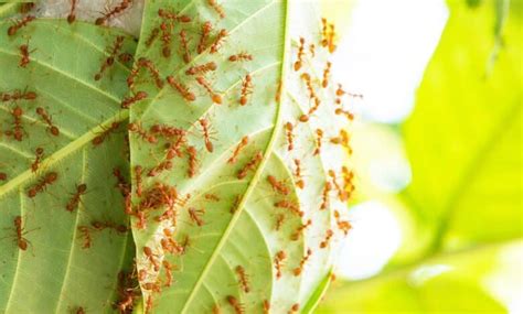 How To Keep Ants Away Naturally A Practical Guide