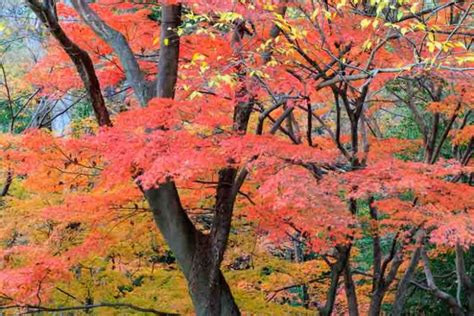 Japanese Maple Acer Palmatum