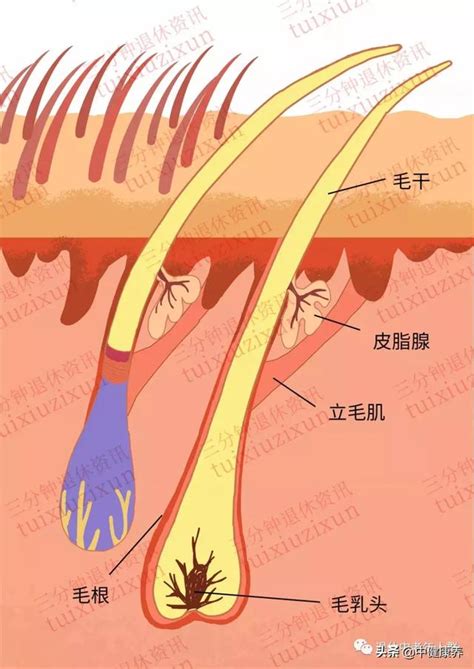 身體也有「保質期」！《人體器官衰老時間表》別等壞了再去養 每日頭條
