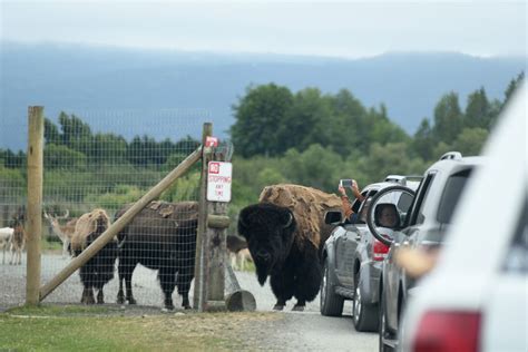 Olympic Game Farm Photo J