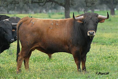 Todas Las Razas De Toros