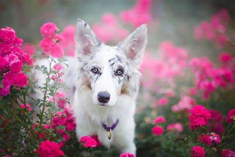 Puppies And Flowers Wallpapers 63 Images