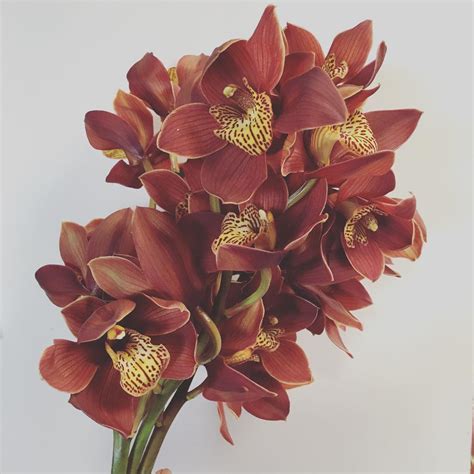 15 Stunning Brown Flowers For Your Garden Usa Garden Hub Plant