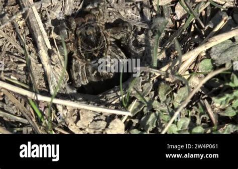Burrowing Wolf Spider Sits On His Burrow Waiting For Insects To Attack