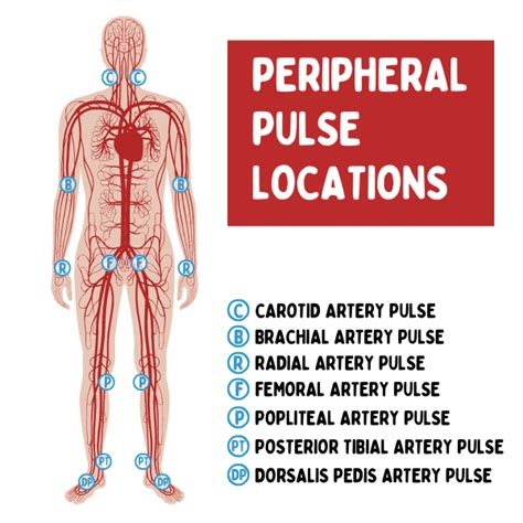 Peripheral Pulse