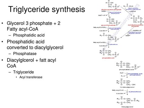 Ppt Lipid Metabolism Powerpoint Presentation Free Download Id 4187488