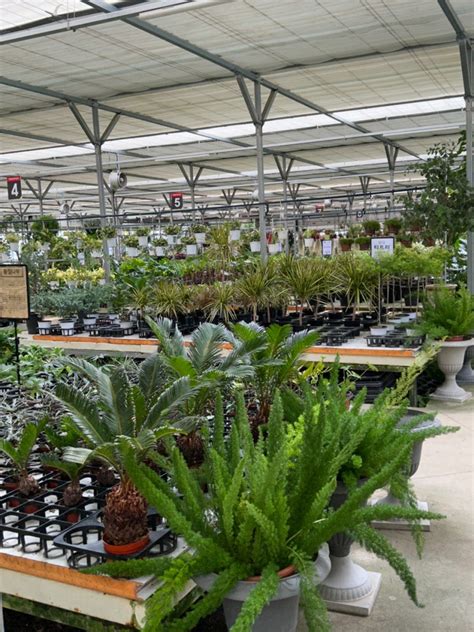 동탄에서 가까운 남사화훼단지 예삐플라워아울렛에서 반려식물 데려오기 네이버 블로그