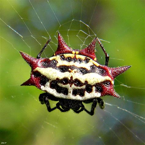 A Closer Look At Spider Webs Inside Ecology A Closer Look At Spider Webs Inside Ecology