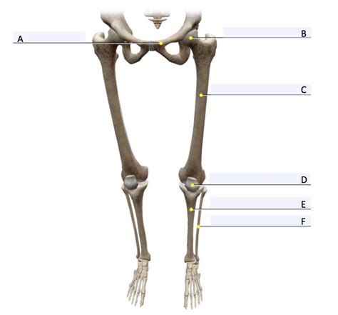Lab Appendicular Skeleton Part Diagram Quizlet