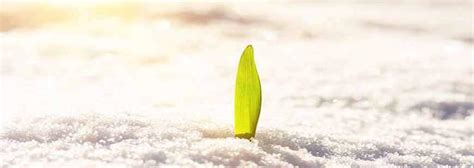 Growing Wheatgrass In The Winter Cold Weather Wheat Grass Grow Tips