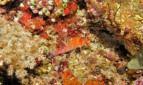 Dwarf Hawkfish Facts Diet Habitat And Pictures On Animaliabio