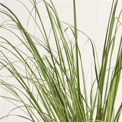 Pampasgras Elegrass® Evita© M