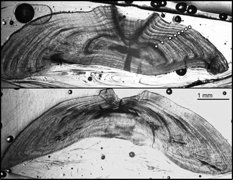 Thin Sectioned Sagittal Otoliths From Two California Halibut Both Aged Download Scientific