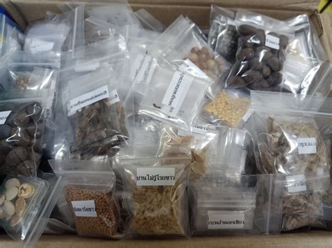 45 เมล็ด ข้าวญี่ปุ่นเลือดสีม่วง เมล็ดสีม่วง หายาก มีราคาสูง รสชาติอร่อยหอมนุ่ม มีกลิ่น