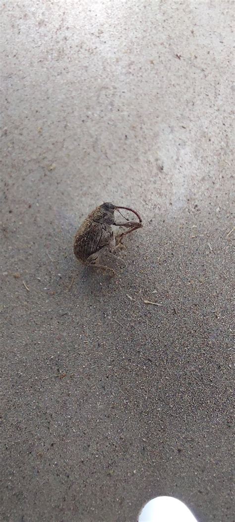 Saw This Video On Tiktok By Ukbeetlemania And Felt Very Relevant R Weeviltime