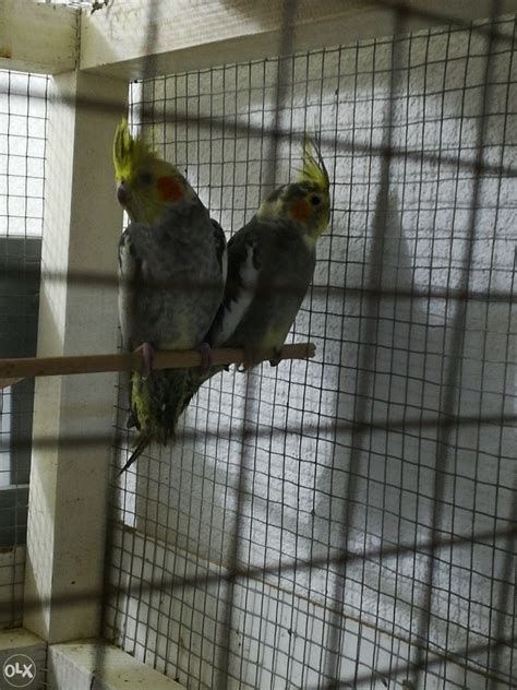 Nimfe Papagaji Ptice Olx Ba