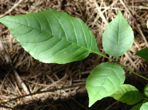 22 Types Of Ash Trees Leaves Identification With Pictures