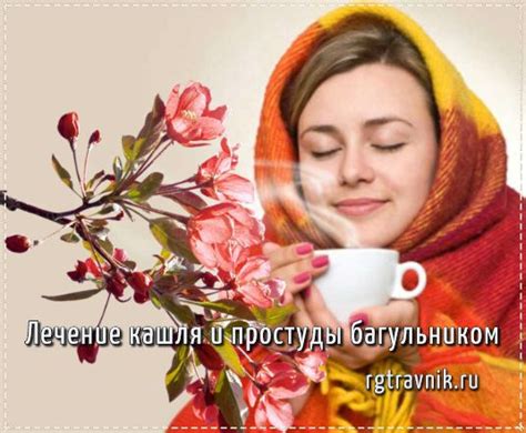 Багульник от кашля | Травник