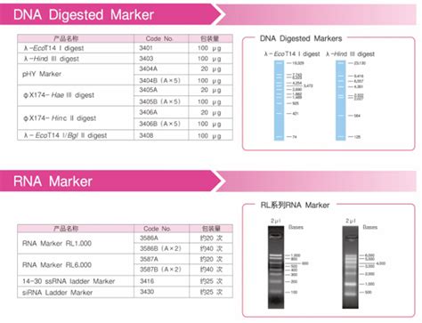 电泳基础知识介绍
