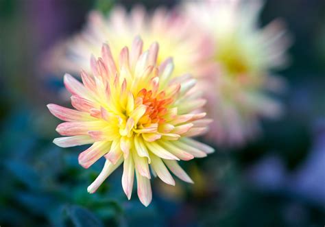 달리아 꽃 노란색 Pixabay의 무료 사진 Pixabay