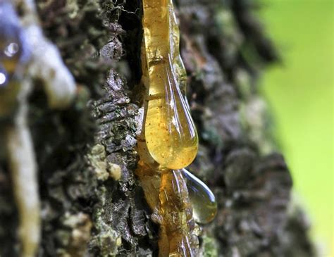 Древесная смола по другому называется камедь Linalina20 — Livejournal