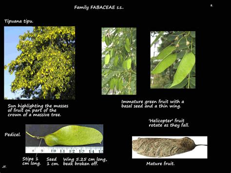 Tipuana Tipu Botany Brisbane