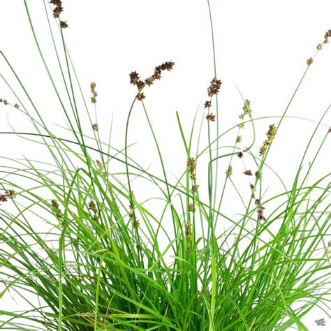 Berkeley Sedge — Green Acres Nursery And Supply
