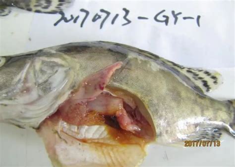 传染性脾肾坏死病 广州双螺旋基因技术有限公司