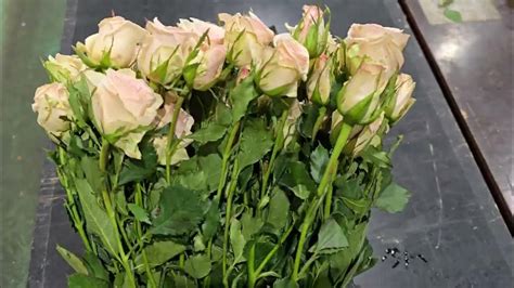 중국산 미니 샴페인 Youtube