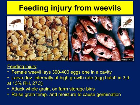 Stored Grain Insect Pests Ppt