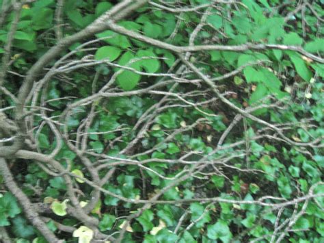 Prickly Tree By Crocodilerocker On Deviantart