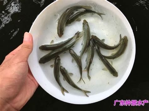 湖南永州长江鲩鱼苗批发湖南衡阳草鱼苗出售