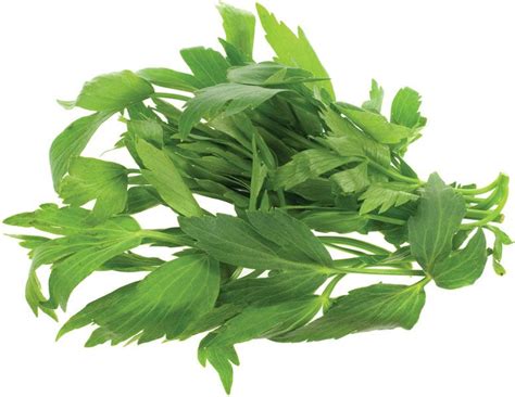 Lovage Description Uses And Facts Britannica
