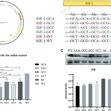 The Effects Of The Synonymous Mutation Of Igf 1 On Related Gene Download Scientific Diagram