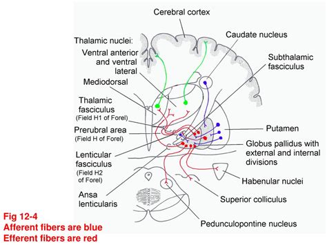 Ppt Corpus Striatum Powerpoint Presentation Free Download Id6584009
