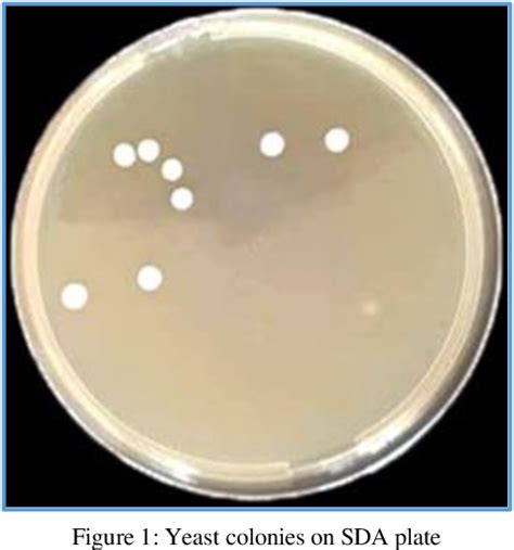 Figure 1 From Biofilm Formation By Candida Albicans And Candida Glabrata Isolated From Urine