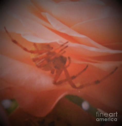 Ginger The Spider 2010 Photograph By Julie Grimshaw Pixels