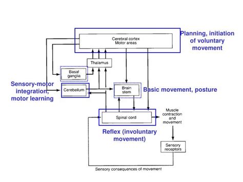 PPT Motor Cortex PowerPoint Presentation ID 6827583
