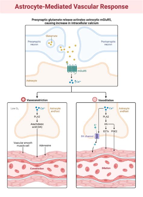 Astrocyte Mediated Vascular Response BioRender Science Templates