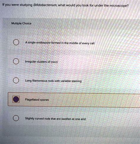 SOLVED Ifyou Were Studying Bifidobacterium What Would You Look For