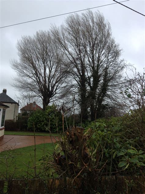 Wigton Physics The Sound Of The Wind In The Trees