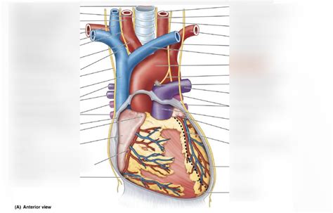 External And Internal Features Of Heart Full Heart Diagram Diagram