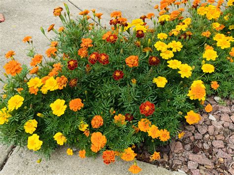 Marigolds No Green Thumb Required Fine Gardening