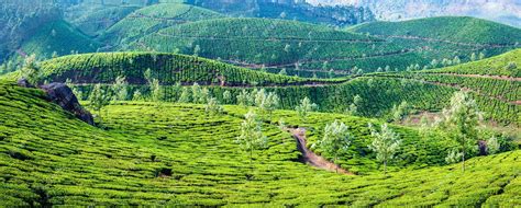 Premium Photo Panorama Of Green Tea Plantations On Sunrise In Munnar