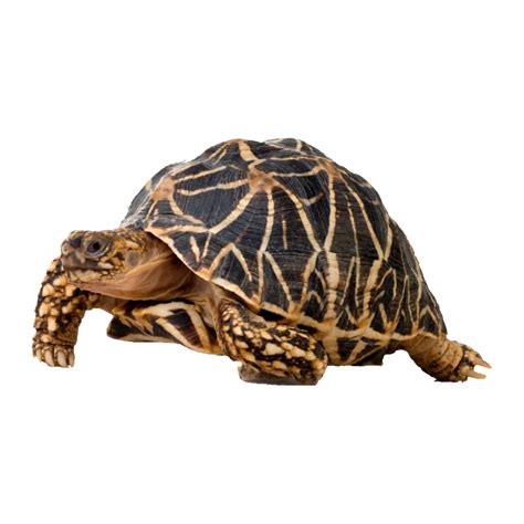 Gopher Tortoise PNG Images Transparent HD Photo Clipart