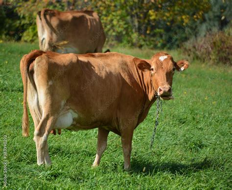 The Brown Swiss Or American Brown Swiss Is An American Breed Of Dairy
